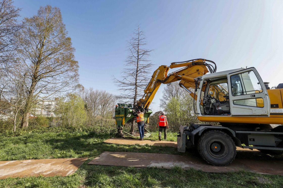 Bomen op reis - DordtCentraal | Gratis huis-aan-huis-krant voor ...